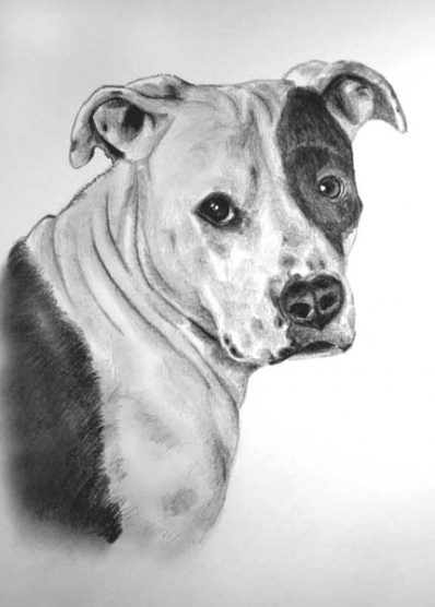 . oblečení s obrázkem psa nebo od Pitbull Germany - Bazar Omlazení.cz